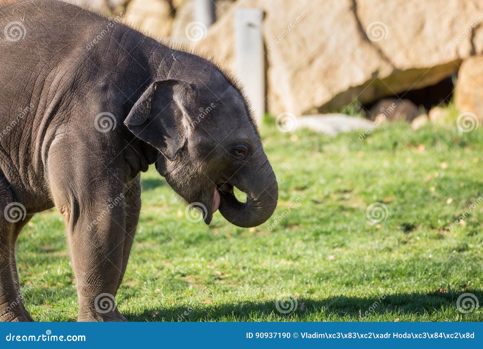 Baby Elephant eating. stock photo. Image of addo, environment - 90937190