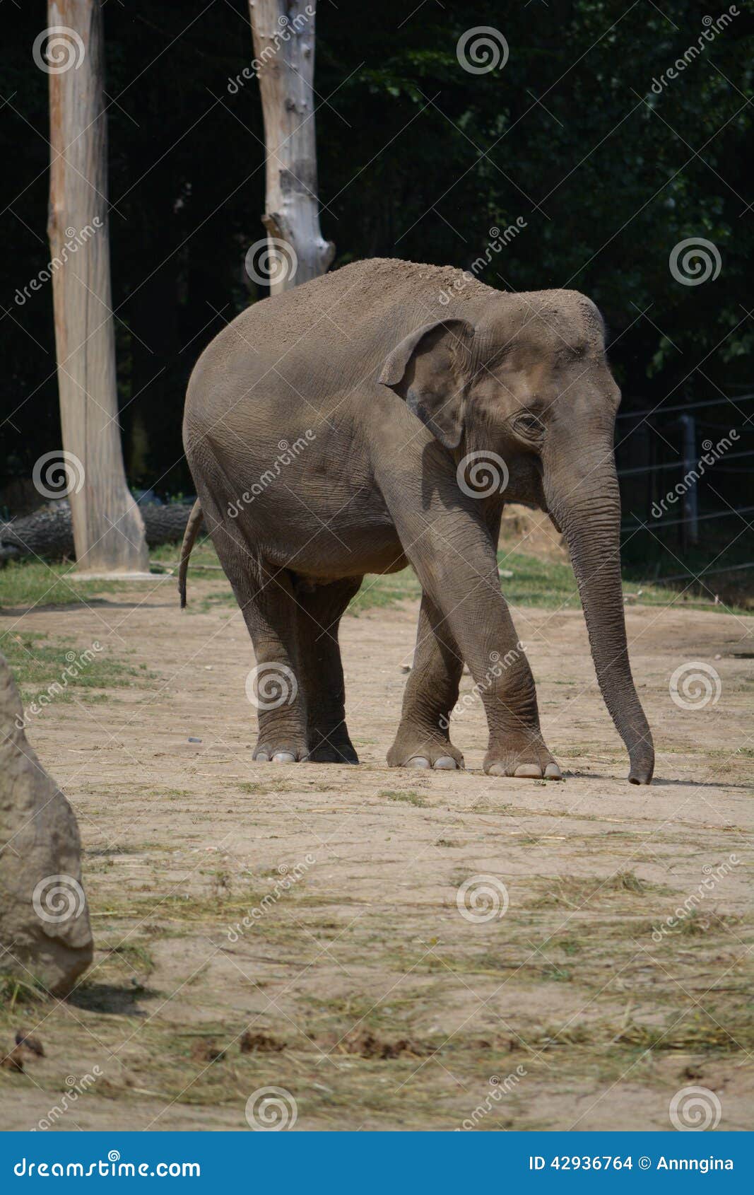 Baby Elephant (Elephas Maximus) Stock Photo - Image of mammal, wildlife ...