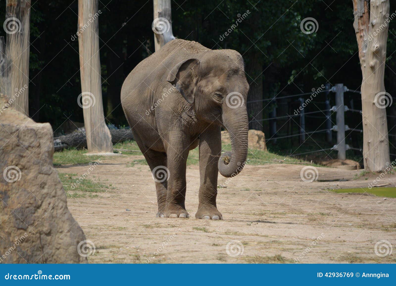 Baby Elephant (Elephas Maximus) Stock Image - Image of asiatic, maximus ...