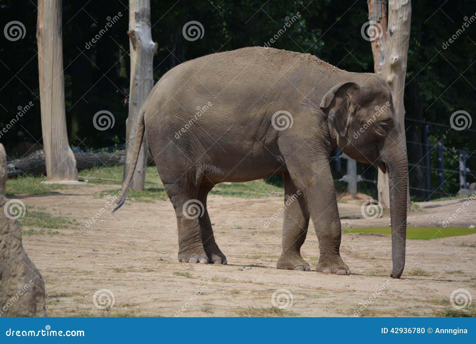Baby Elephant (Elephas Maximus) Stock Photo - Image of wilderness ...