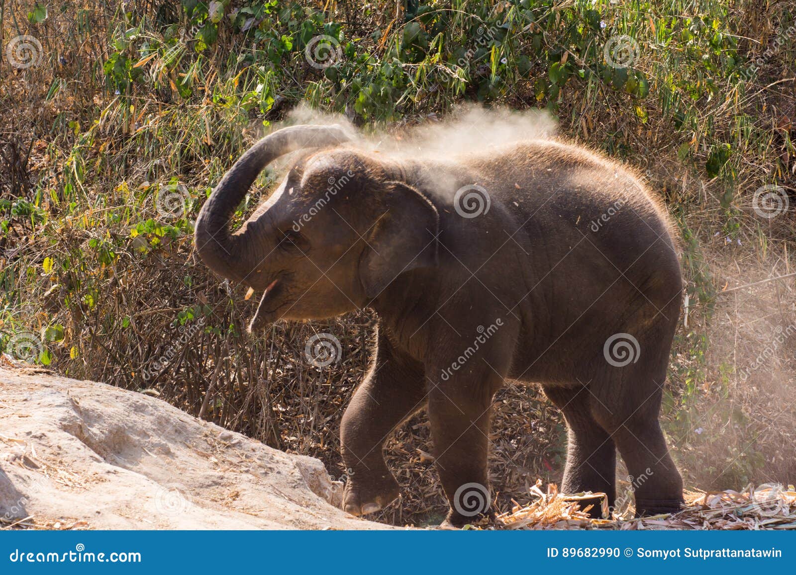 Baby elephant enjoy life stock photo. Image of enjoy - 89682990