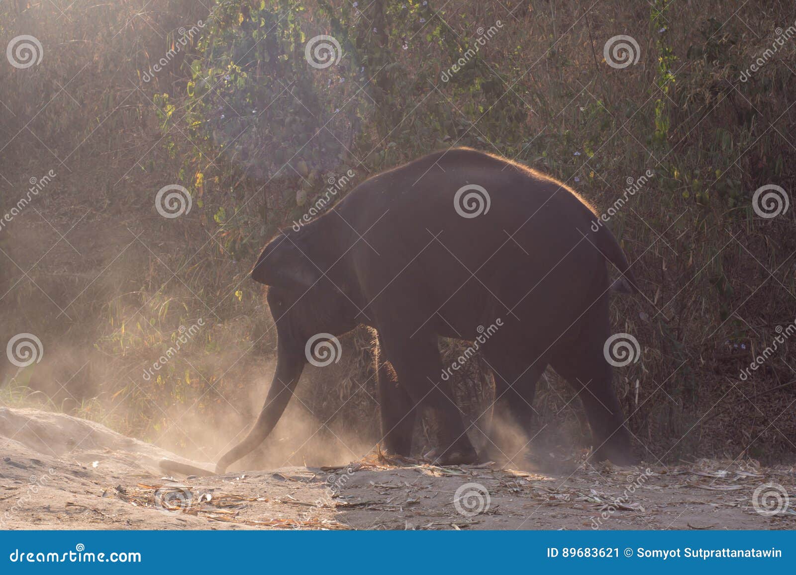 Baby elephant enjoy life stock image. Image of park, grazing - 89683621