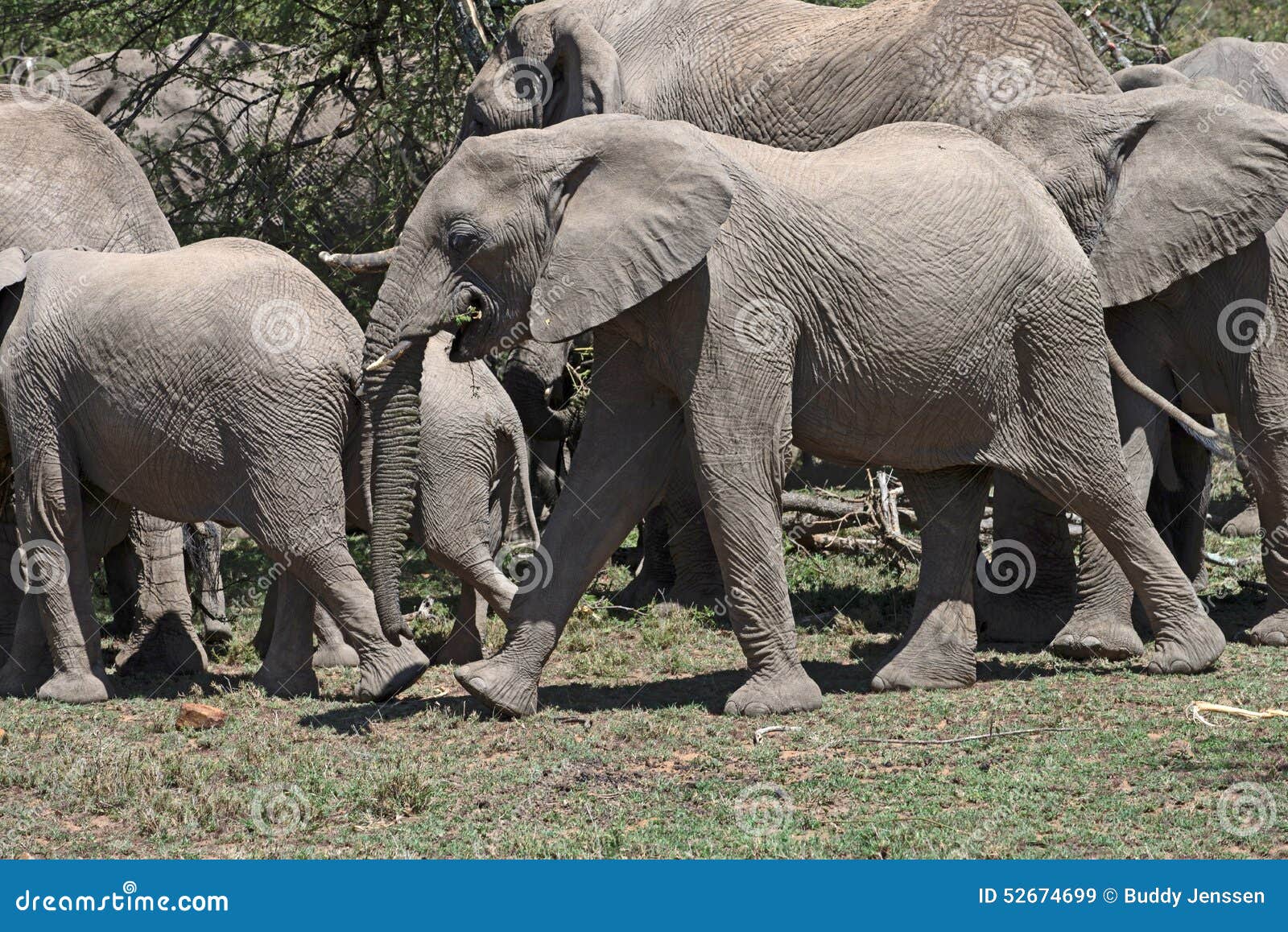 Baby Elephant with Family stock image. Image of relaxing - 52674699