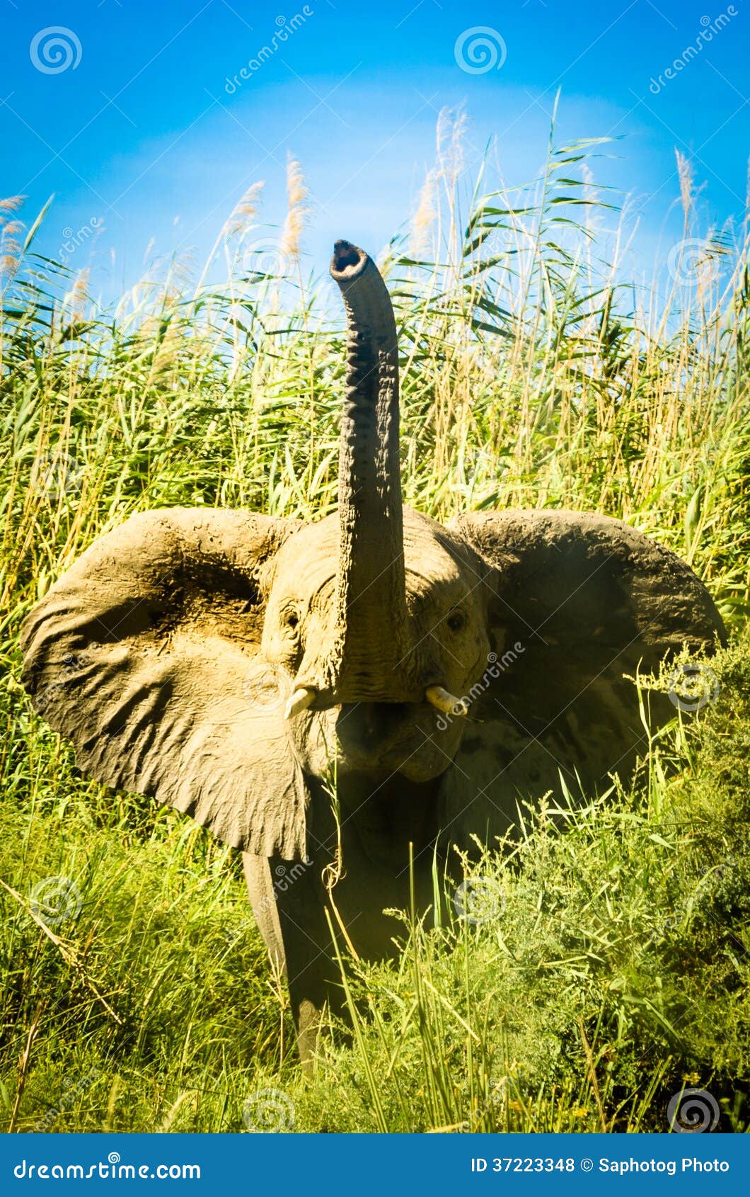 Baby Elephant Hello stock photo. Image of animal, africana - 37223348