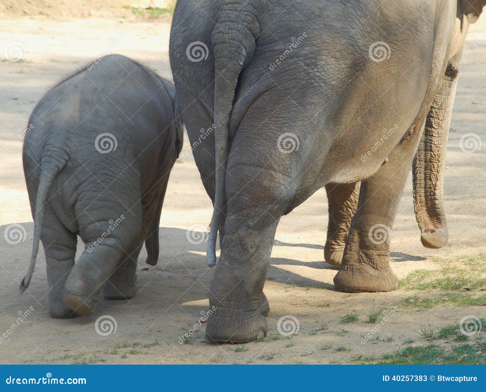 Baby Elephant with Her Mother Stock Image - Image of baby, elephant ...