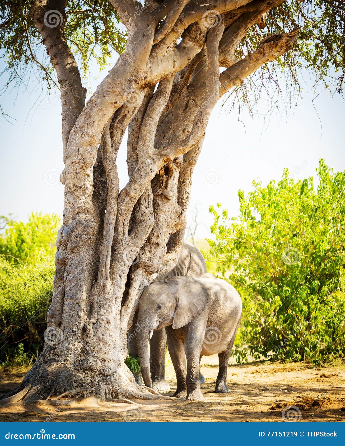 Baby Elephant Hiding Under Tree Stock Image - Image of safari, reserve ...