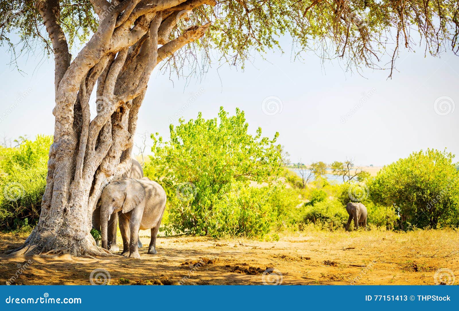 Baby Elephant Hiding Under Tree Stock Image - Image of ivory, beautiful ...