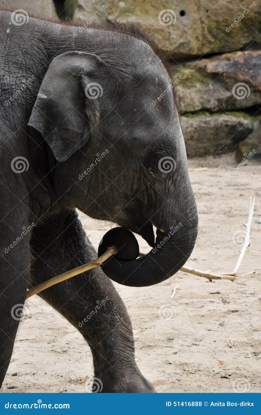 Baby Elephant Holding a Stick Stock Photo - Image of holding, innocent ...