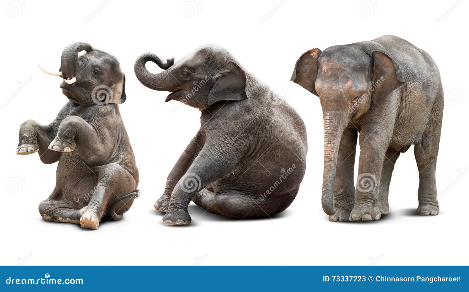 Baby elephant isolated stock image. Image of brown, group - 73337223