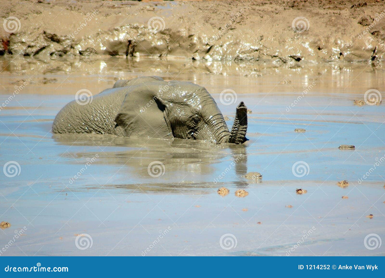 Baby elephant in lake stock photo. Image of nature, riverbank - 1214252