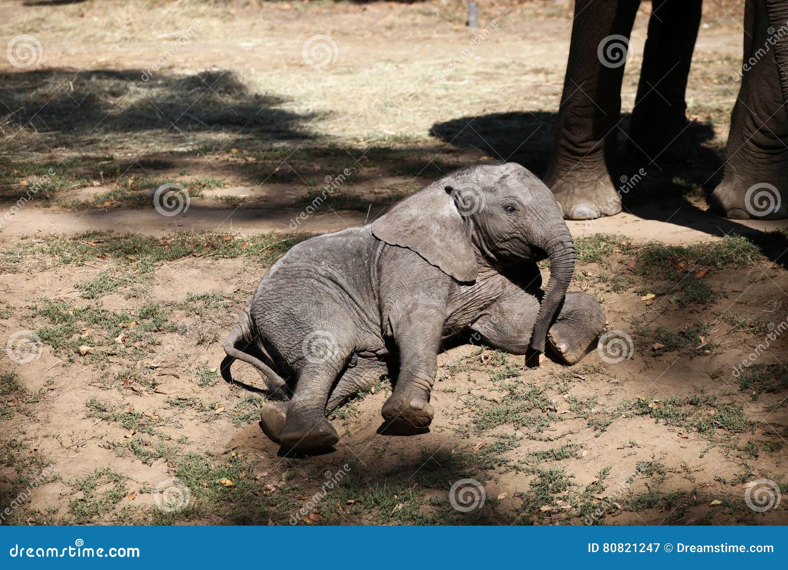 Baby elephant stock image. Image of little, animal, summer - 80821247