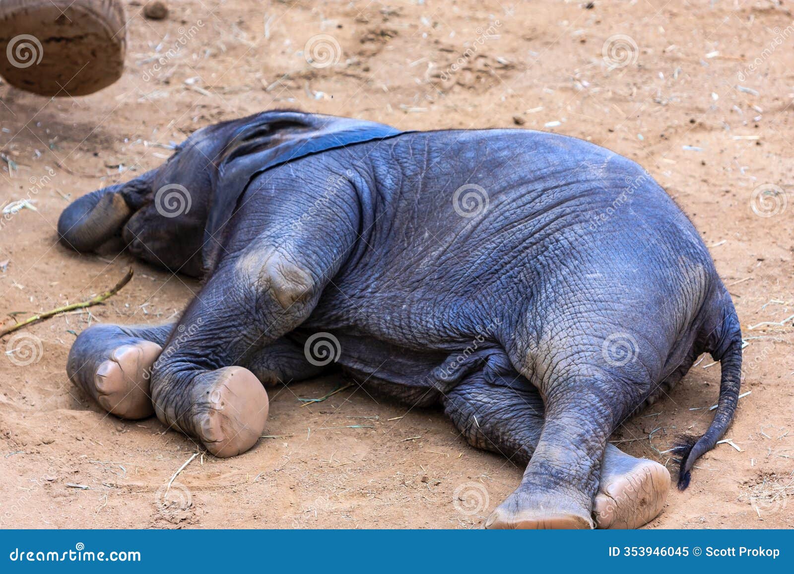A Baby Elephant is Laying on the Ground Stock Image - Image of hippo ...