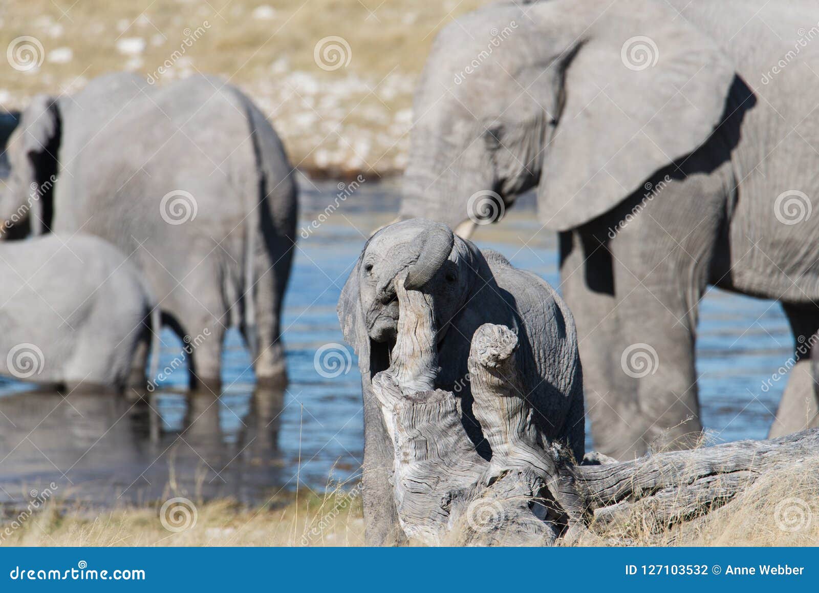 Baby Elephant Playing with a Tree Trunk with Its Trunk Stock Photo ...