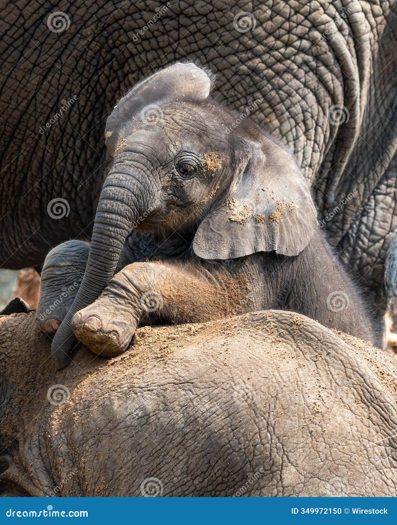 Baby Elephant Resting on Mother Stock Photo - Image of baby, family ...