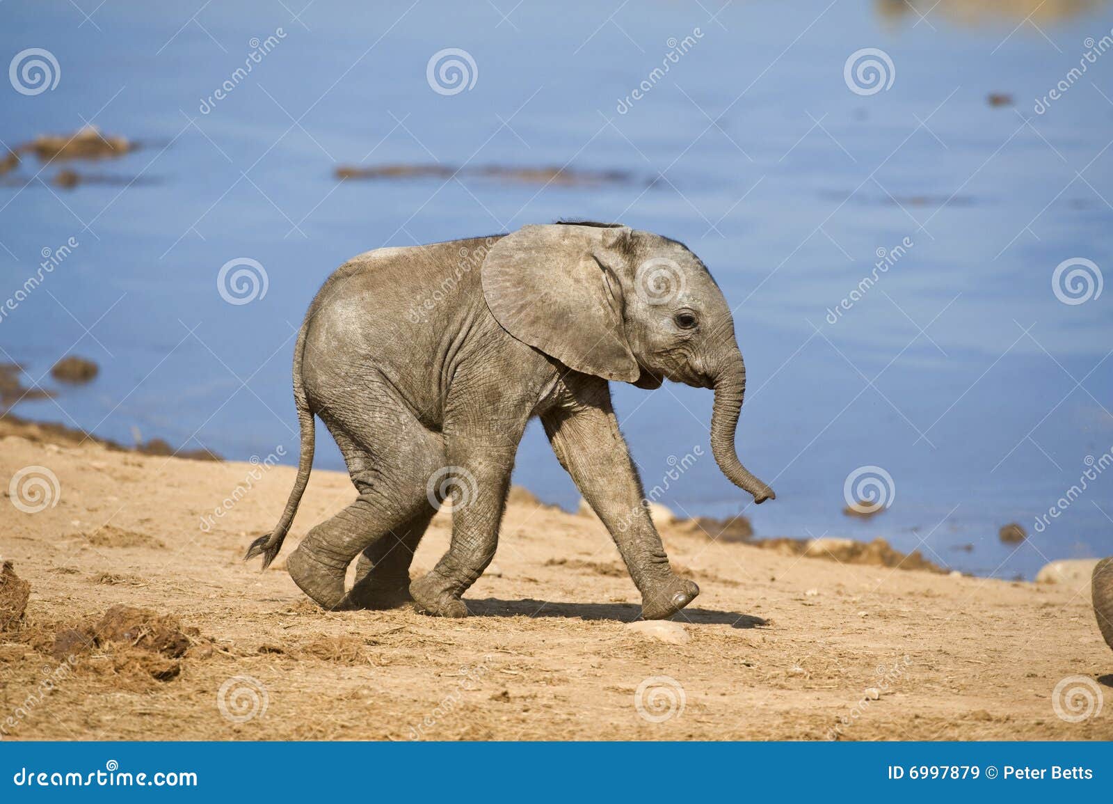 Baby Elephant run stock image. Image of sweet, addo, national - 6997879