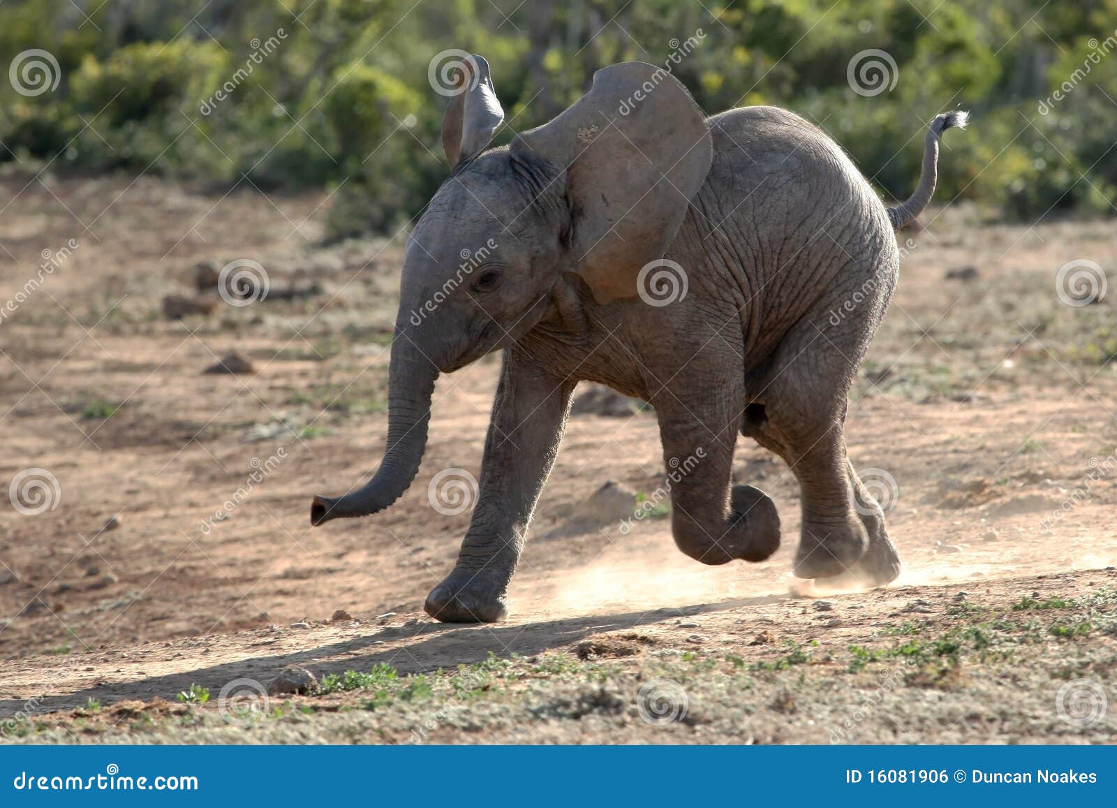 Baby Elephant Running stock photo. Image of huge, herbivore - 16081906