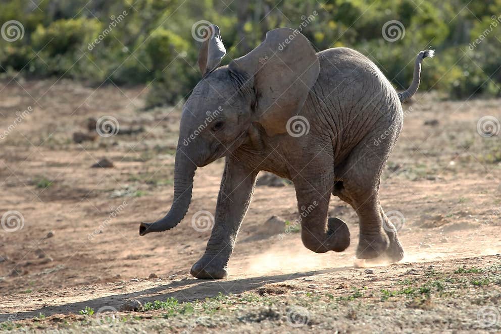 Baby Elephant Running stock photo. Image of huge, herbivore - 16081906