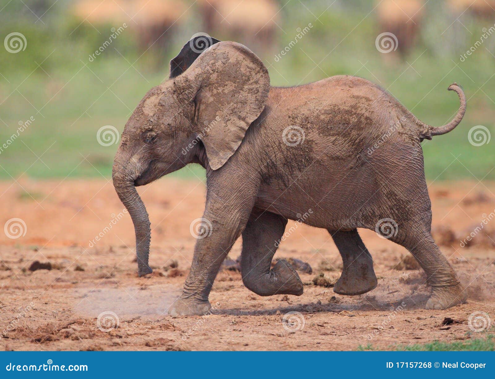 Baby Elephant running stock photo. Image of water, african - 17157268