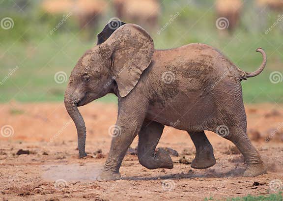 Baby Elephant running stock photo. Image of water, african - 17157268