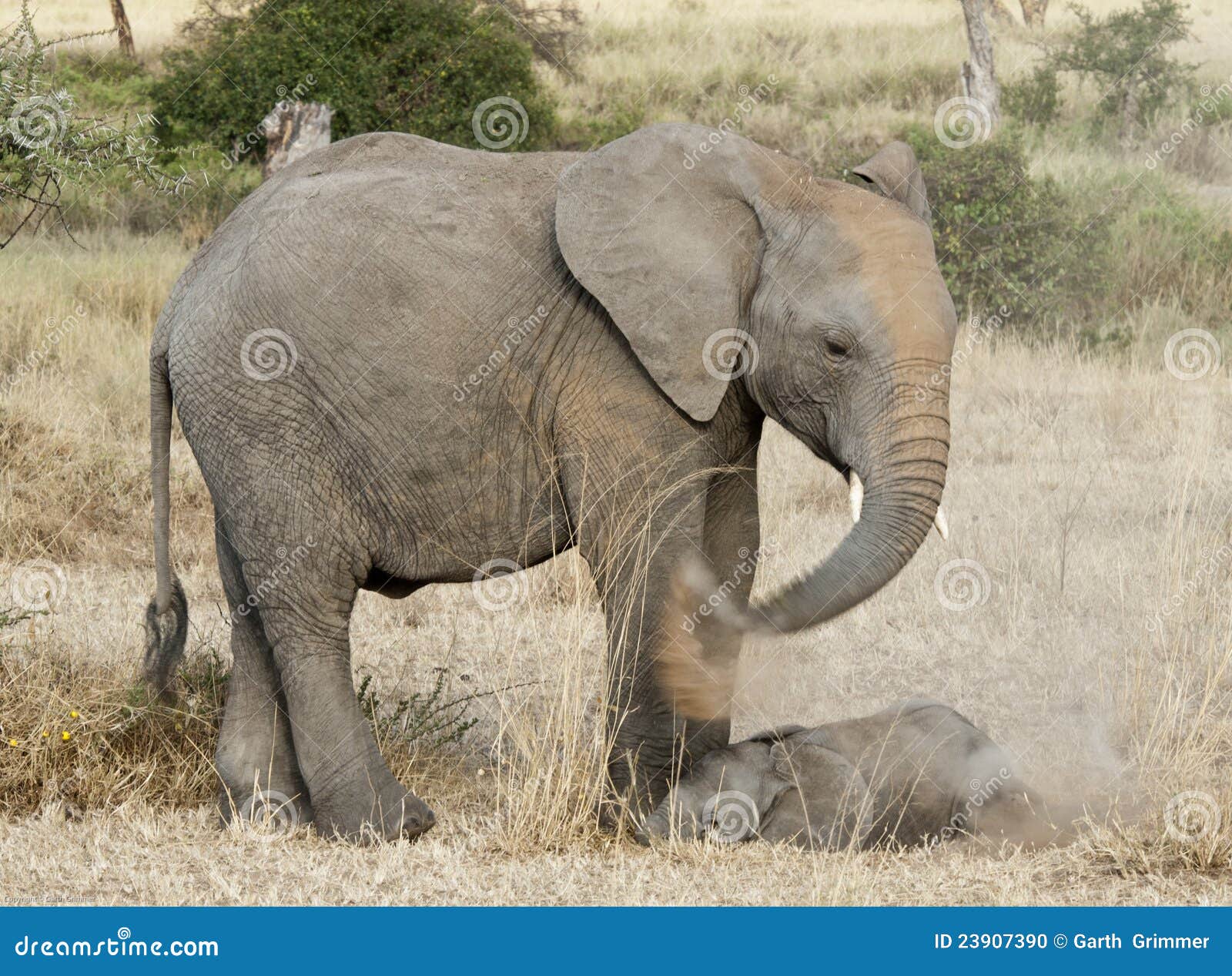 Baby Elephant and Sibling at Dustmammals Bath Stock Photo - Image of ...