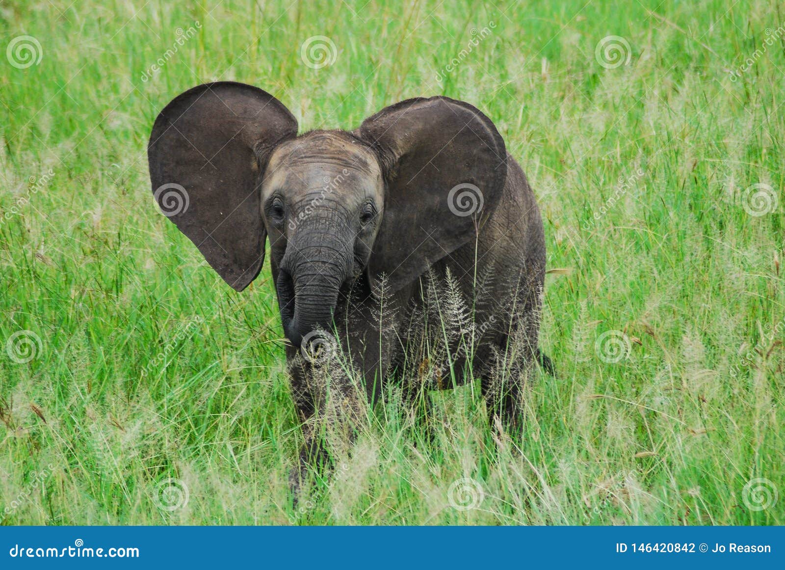 A baby elephant stock photo. Image of calf, nature, kruger - 146420842