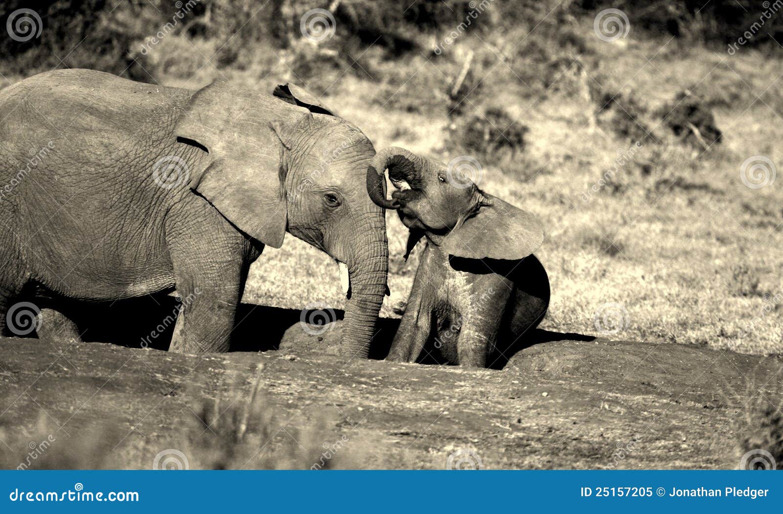 A Baby Elephant Sitting and Drinking Stock Image - Image of closeup ...