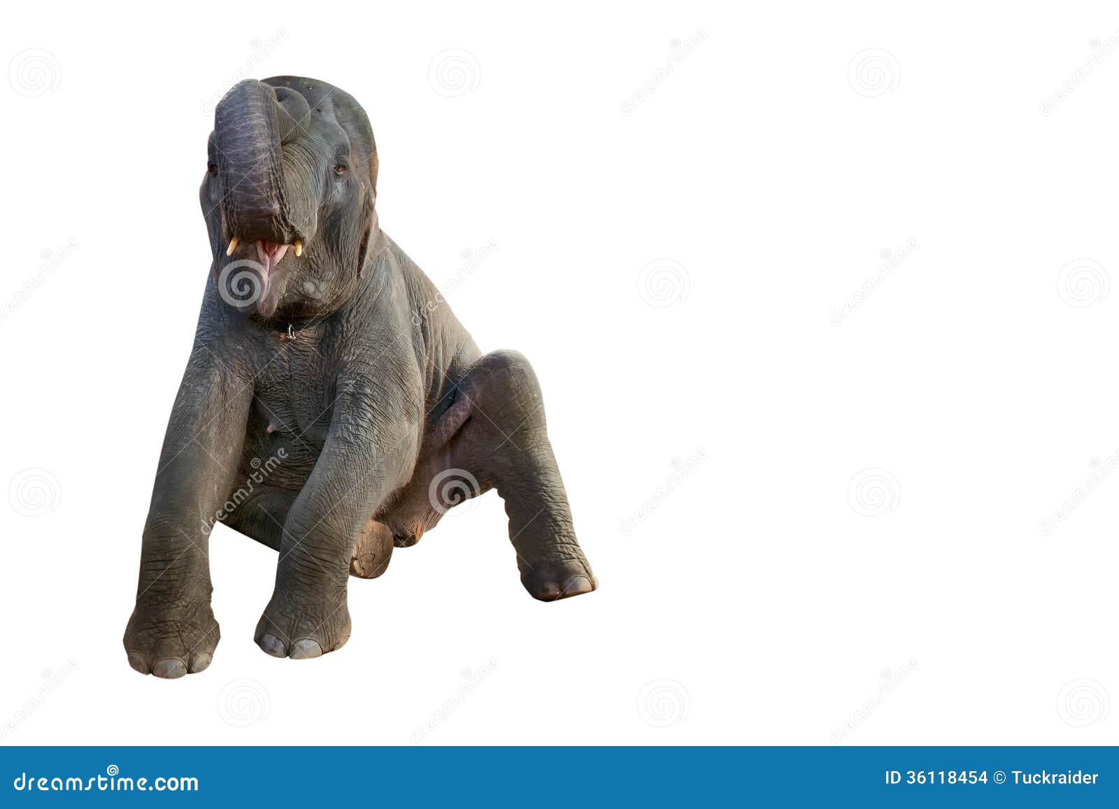 Baby Elephant Sitting stock photo. Image of playful, traditional - 36118454