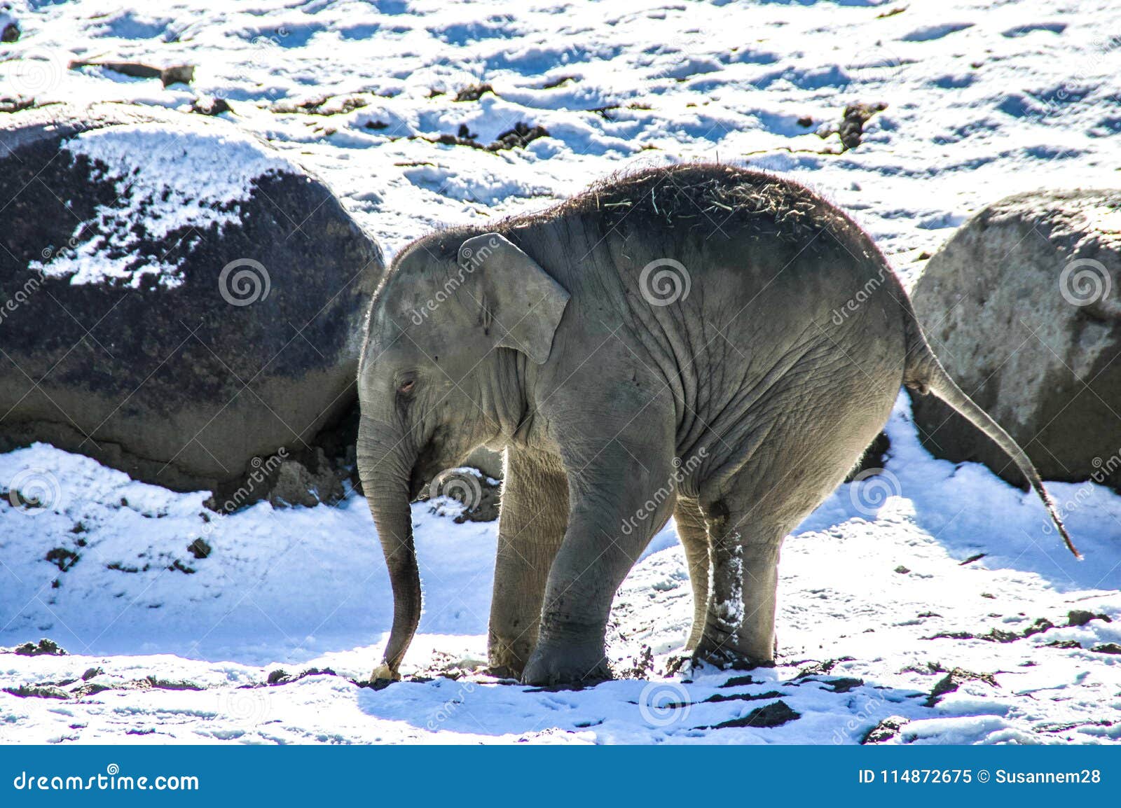 Baby Elephant in the snow stock image. Image of wildlife - 114872675