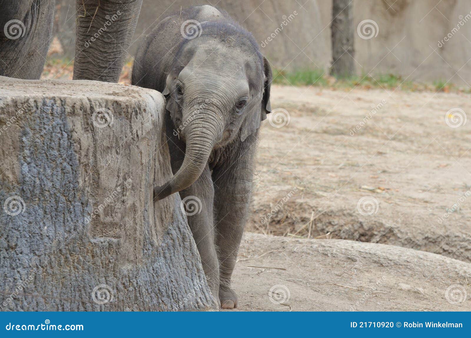 Baby elephant and stump stock photo. Image of feeling - 21710920