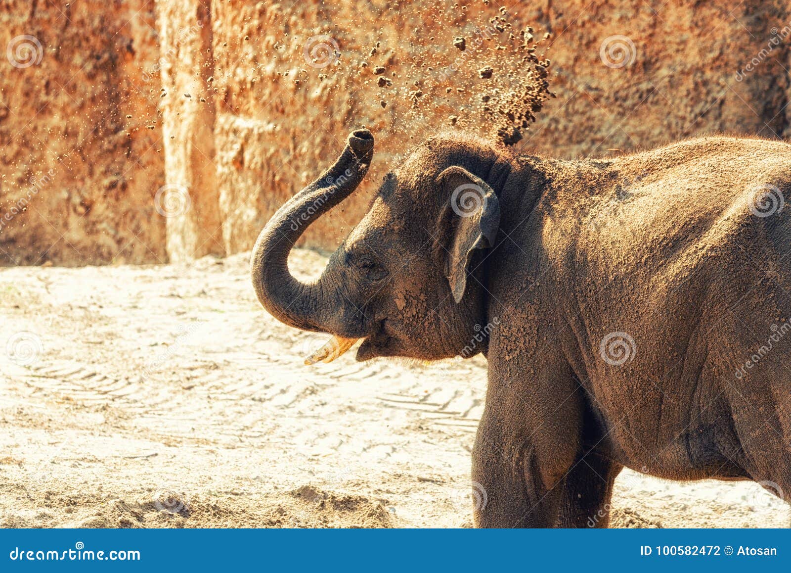 Elephant Throwing Mud Over Shoulder Beside River Stock Image ...