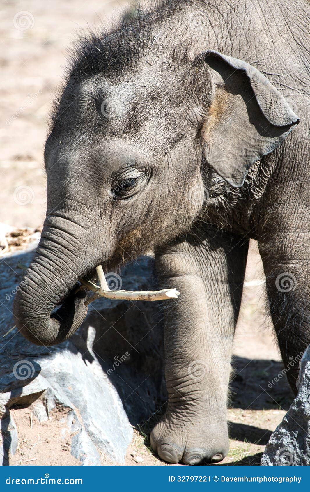 Baby Elephant stock image. Image of elephantidae, loxodonta - 32797221