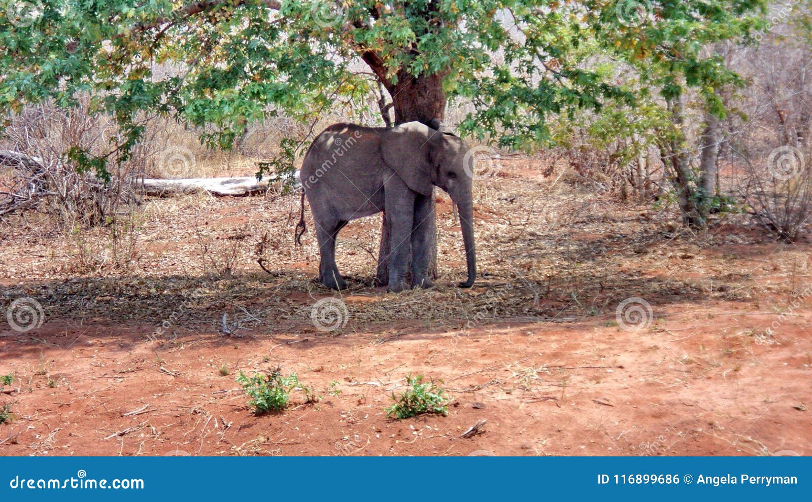 Baby elephant under a tree stock photo. Image of pachyderm - 116899686