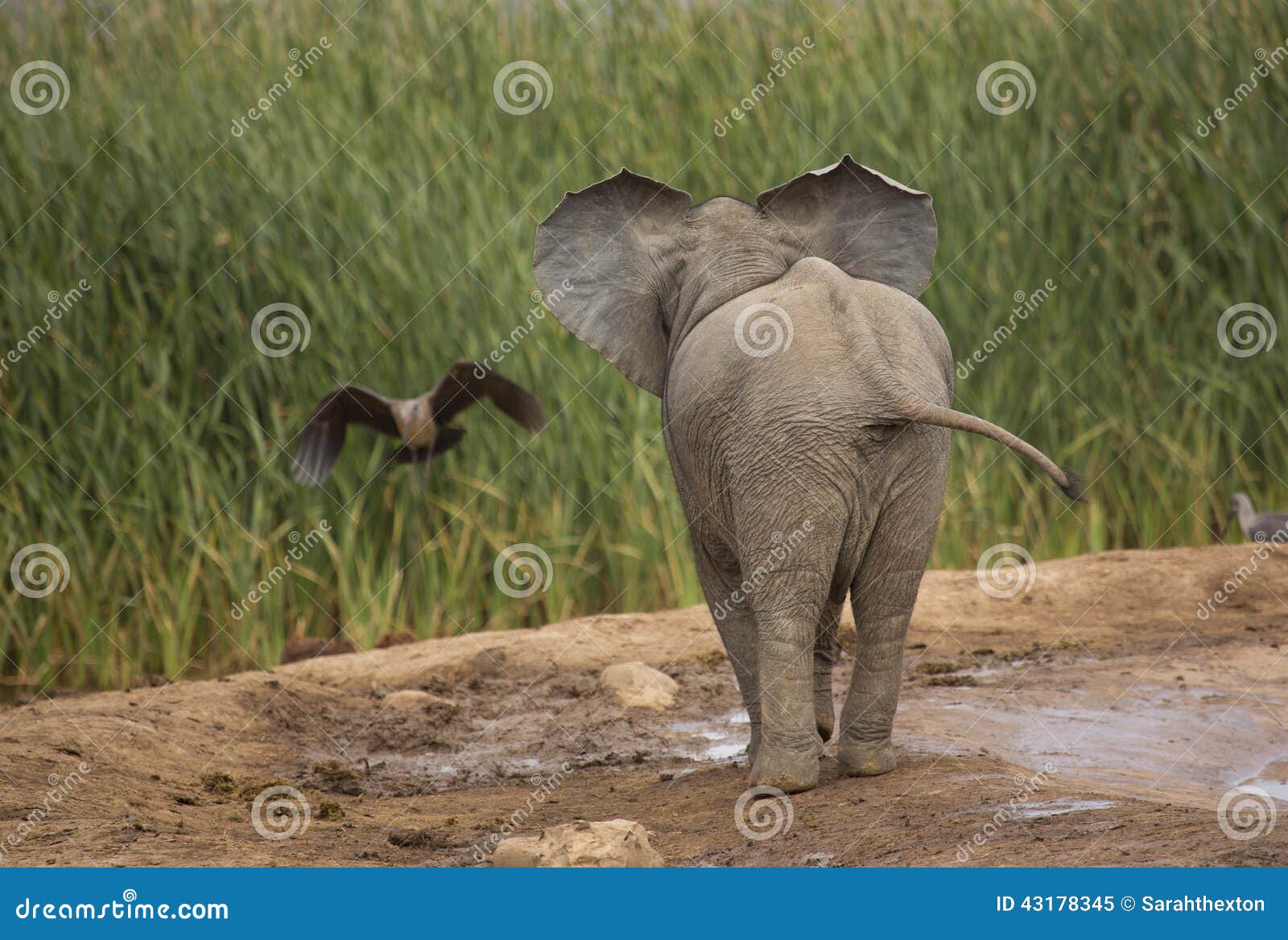 Baby Elephant Watching a Bird Stock Image - Image of proud, ears: 43178345