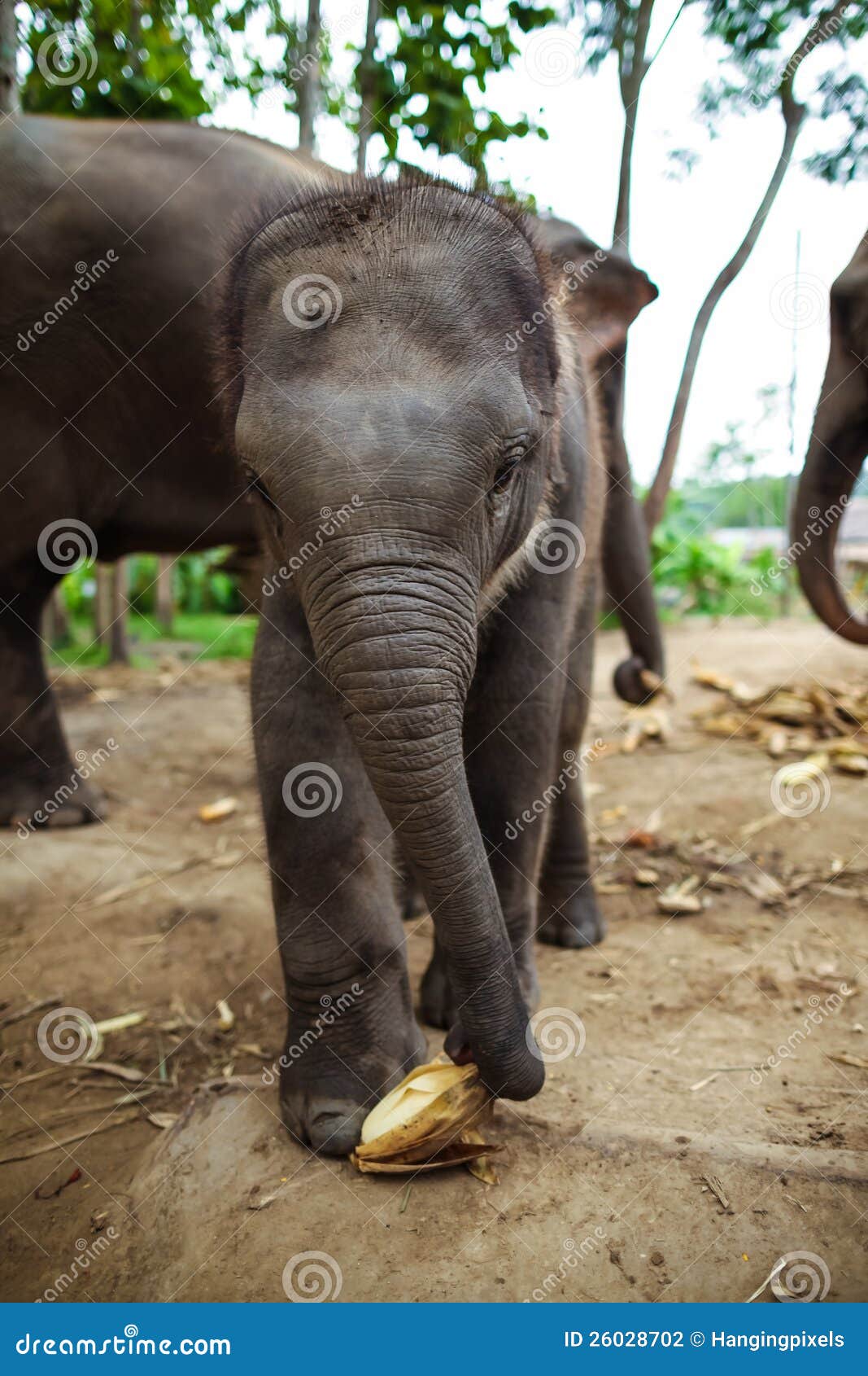 Baby Elephants Plays and Eats Corn of the Ground. Stock Photo - Image ...