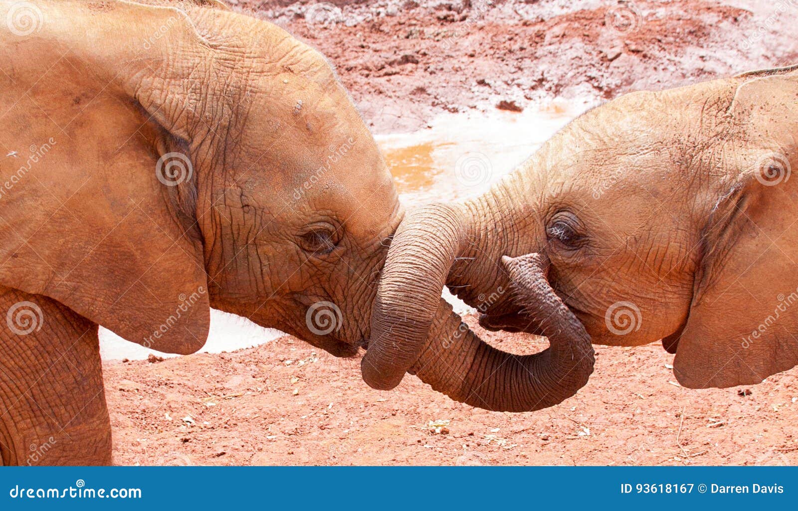 Baby Elephants with Tangled Trunks Stock Image - Image of love, animal ...