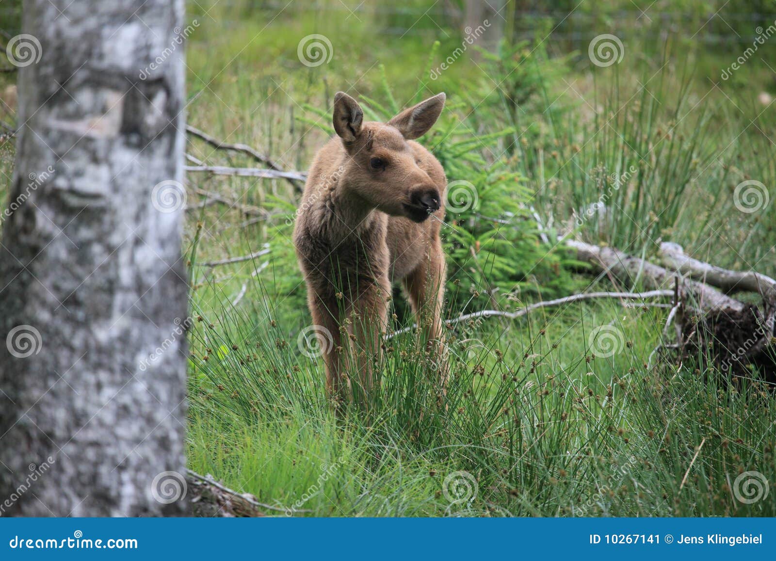 Baby elk stock image. Image of head, closeup, grass, wilderness - 10267141