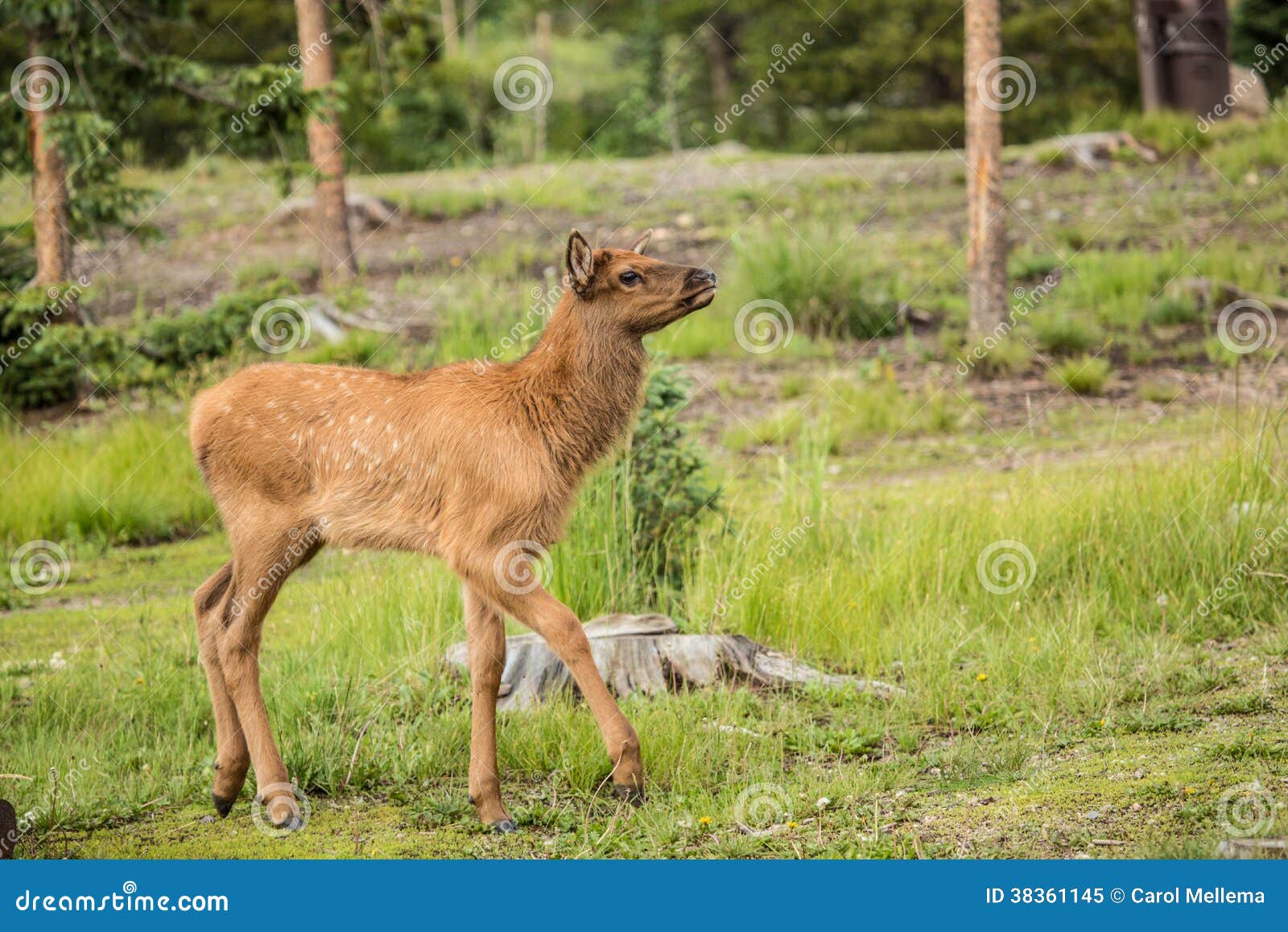 Baby Elk Calf in Colorado stock image. Image of wilderness - 38361145