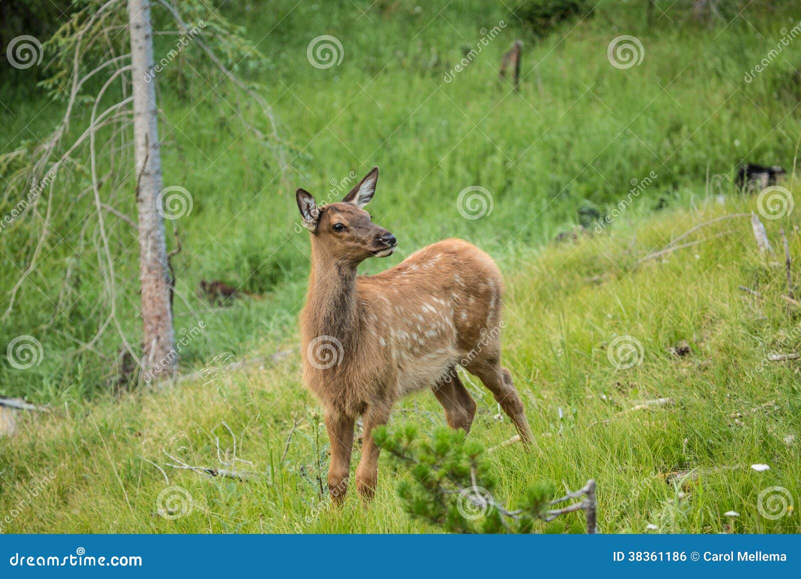 Baby Elk Calf in Colorado stock photo. Image of wild - 38361186