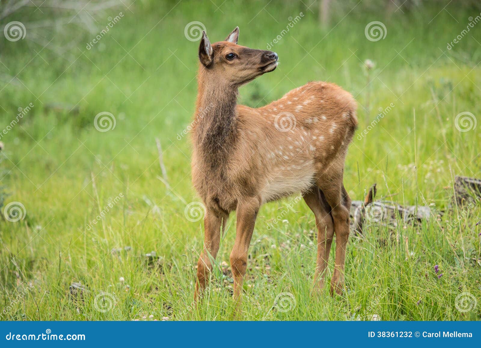 Baby Elk in Colorado stock photo. Image of colorado, wildlife - 38361232