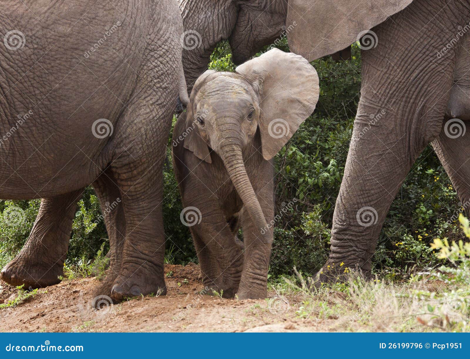 Baby Ellie stock photo. Image of tourism, view, tusk - 26199796