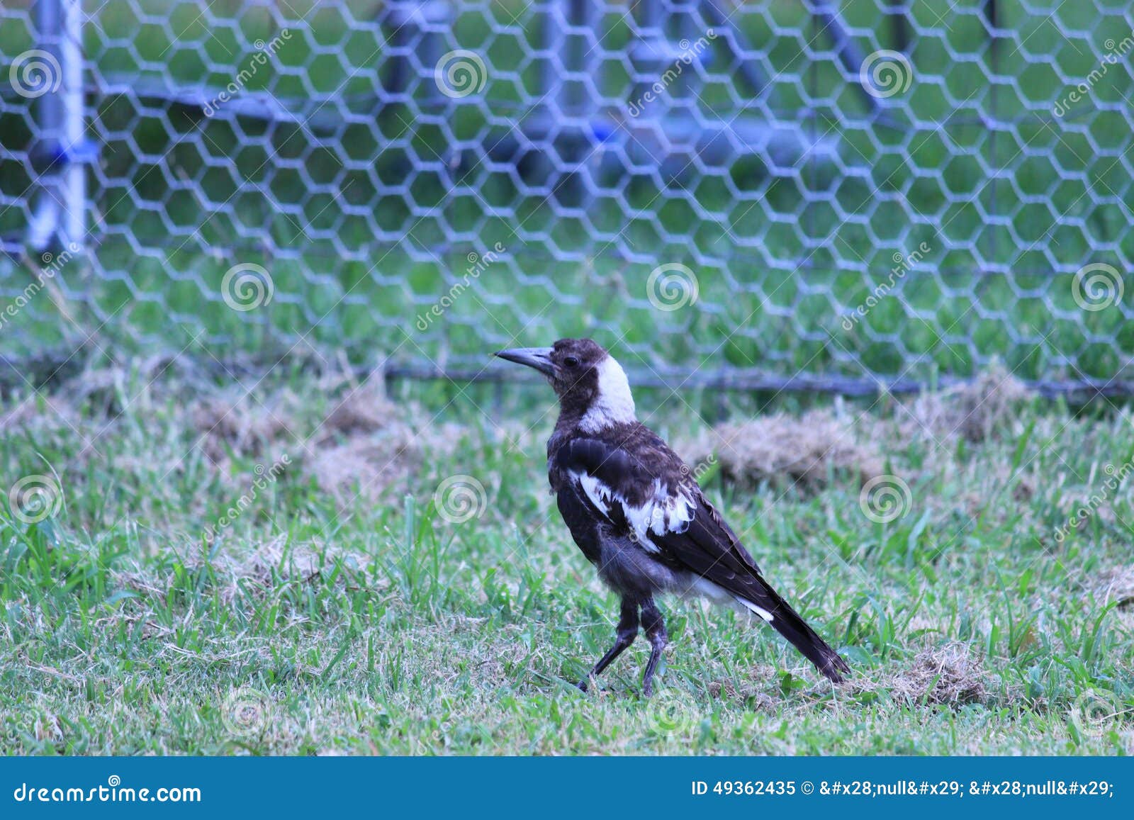 Baby-Elster stockbild. Bild von schlag, vogel, schätzchen - 49362435