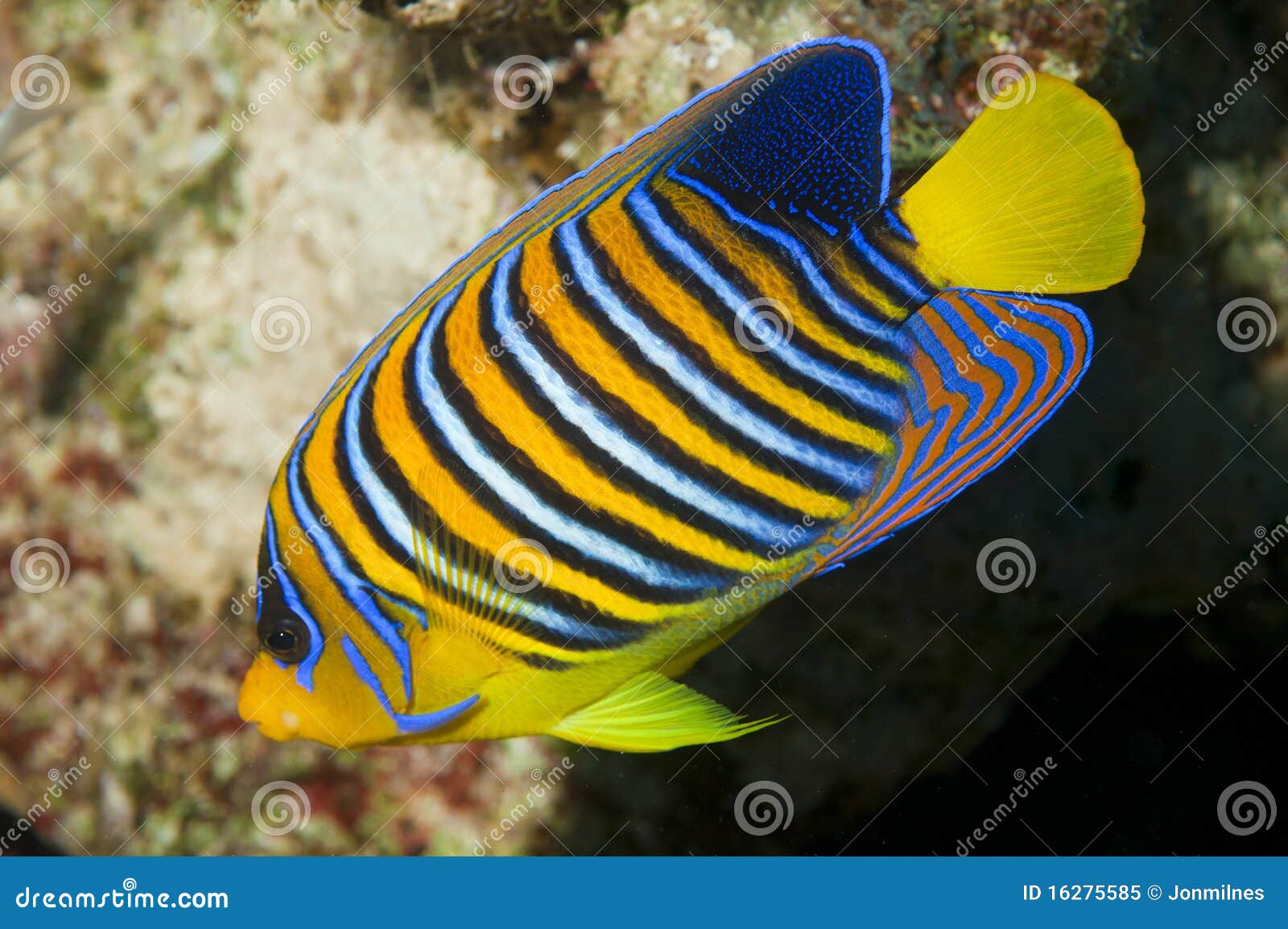 Baby Emperor Angelfish
