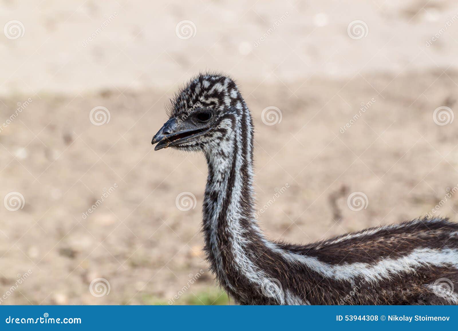 Baby emu stock photo. Image of novaehollandiae, dromaius - 53944308