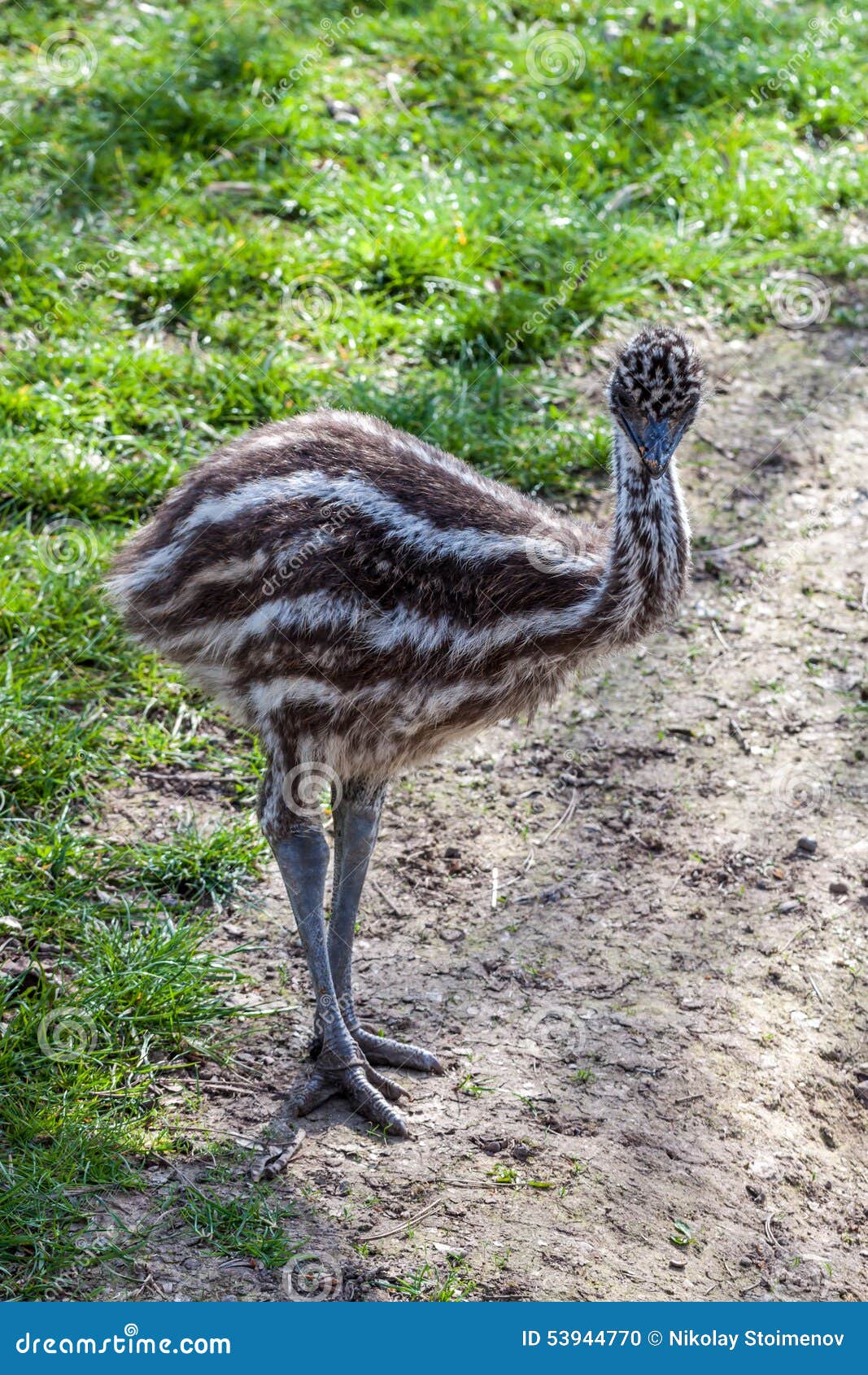 Baby Emu Bird