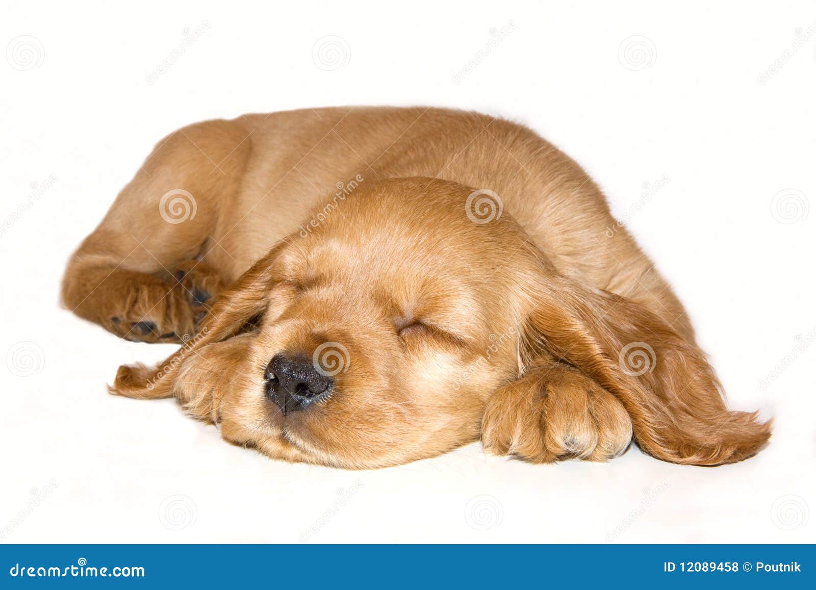 Baby English Cocker Spaniel Stock Photo - Image of studio, young: 12089458