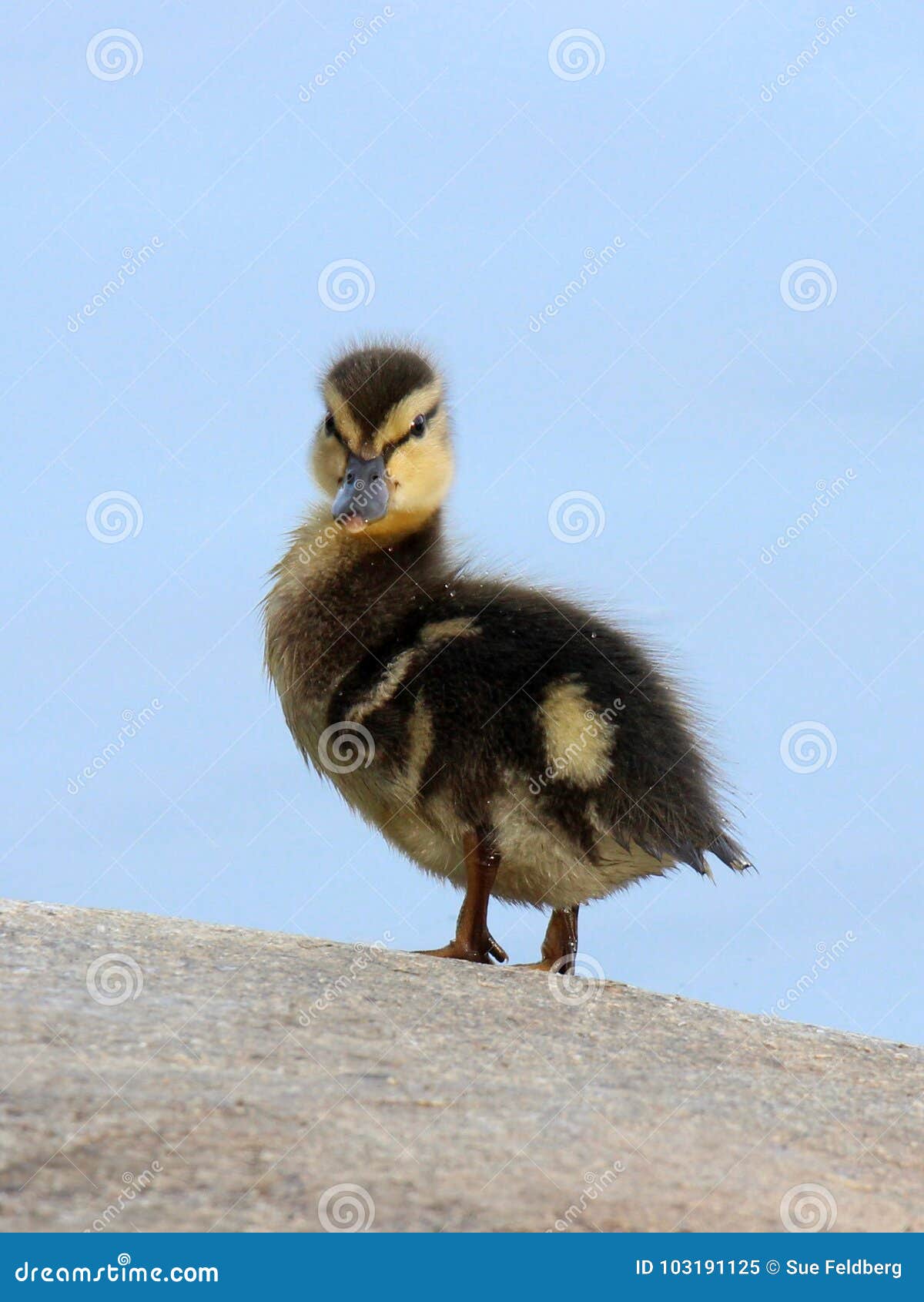 Baby-Ente stockbild. Bild von entlein, jung, vogel, felsen - 103191125