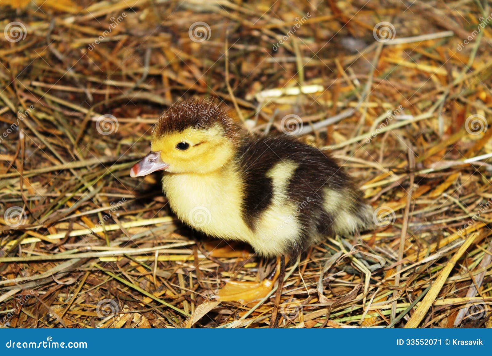 Baby-Ente stockbild. Bild von ente, gelb, braun, tier - 33552071