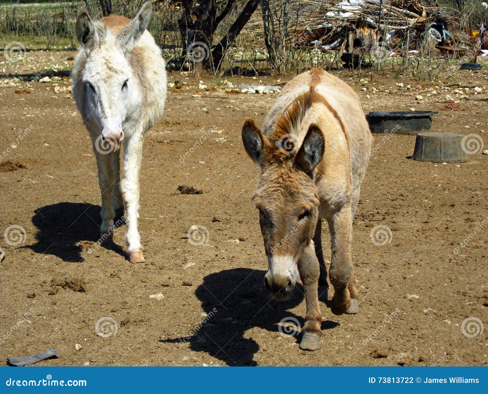 Baby-Esel stockfoto. Bild von beweidung, beige, blau - 73813722