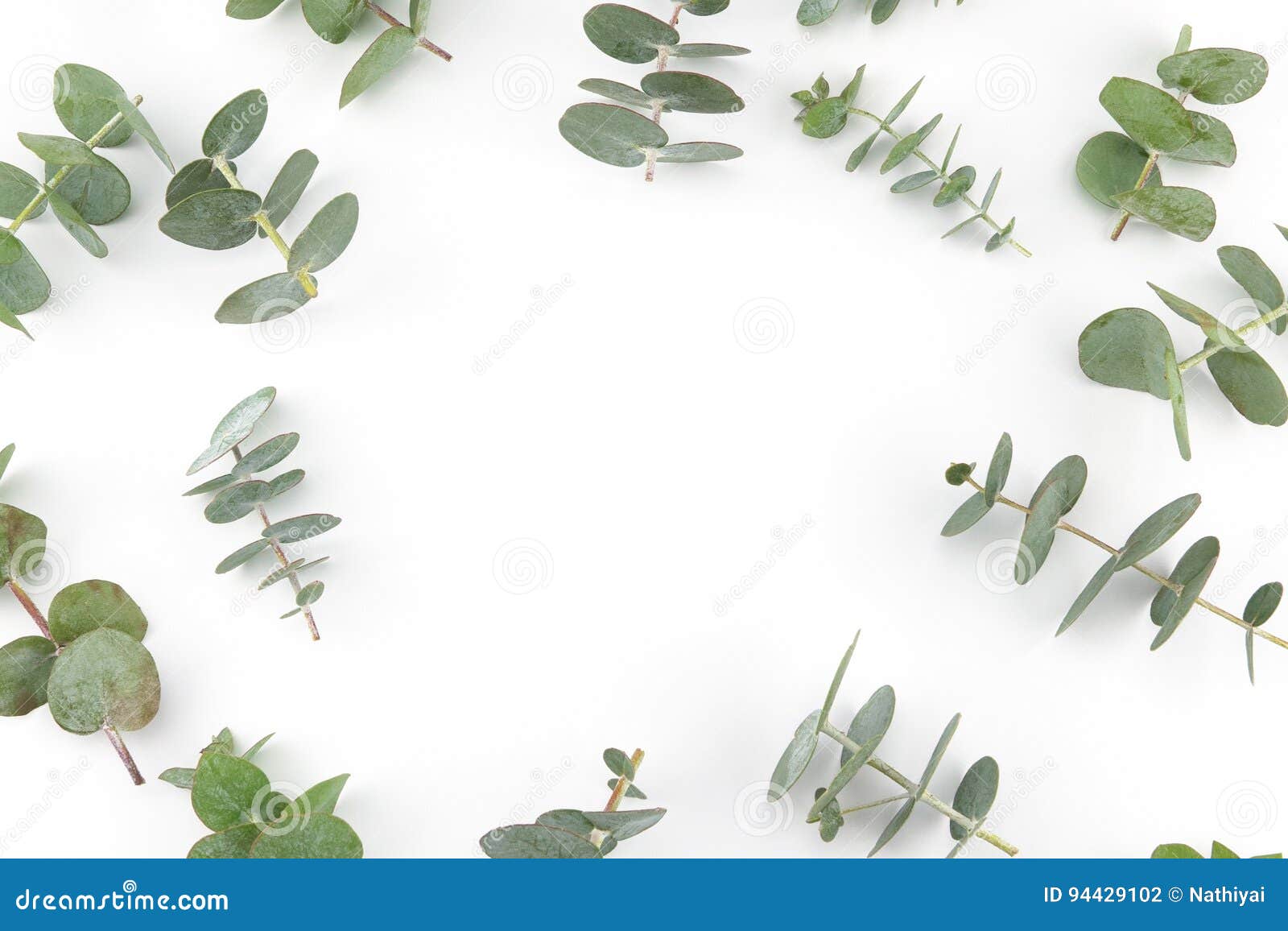 Baby Eucalyptus Leaves Pattern Stock Photo - Image of exotic, garden ...