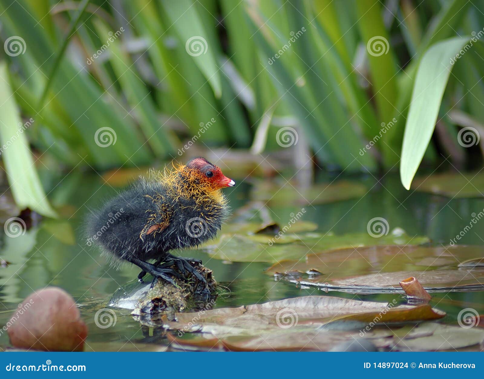 Baby eurasian coot stock photo. Image of cute, offspring - 14897024